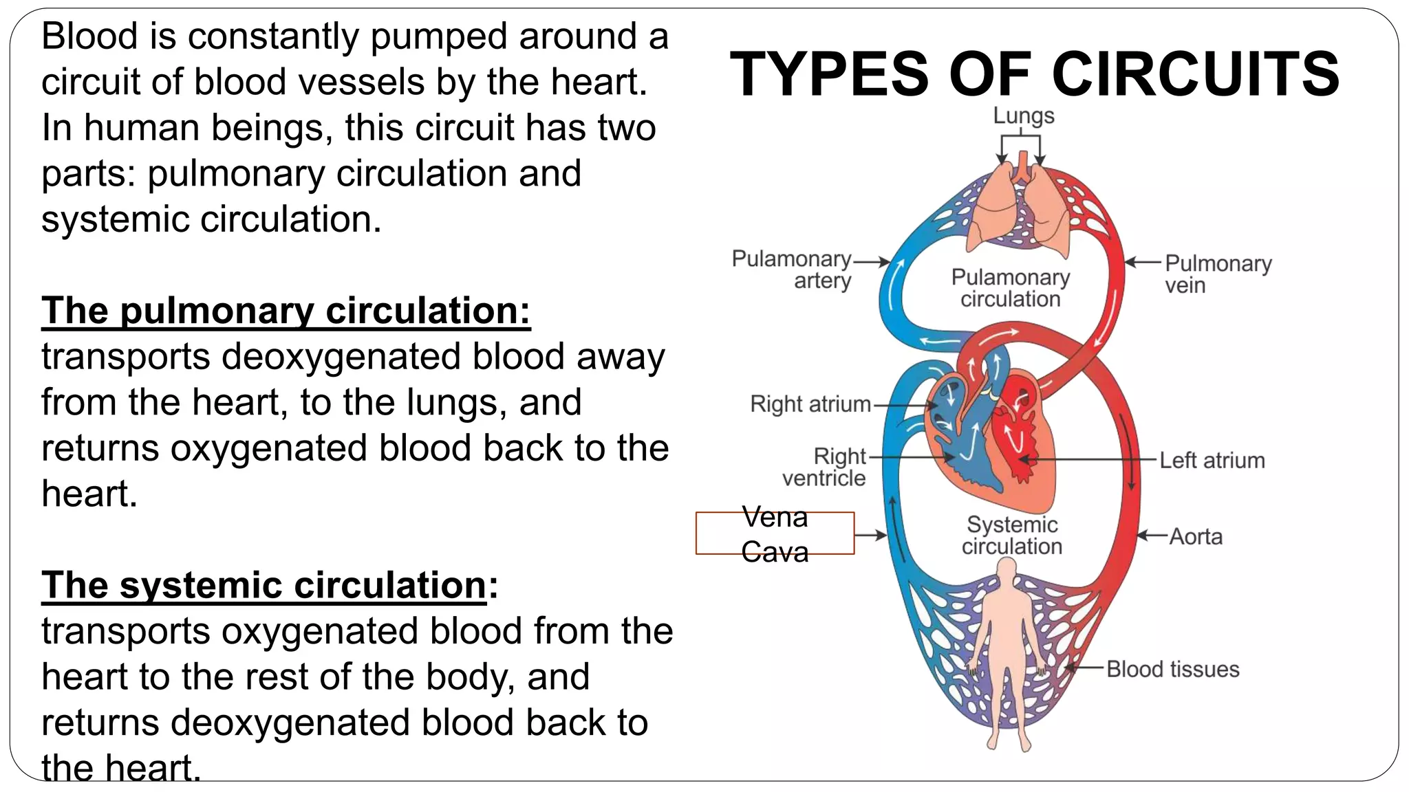 Unit 4 Circulatory and excretory systems | PPTX