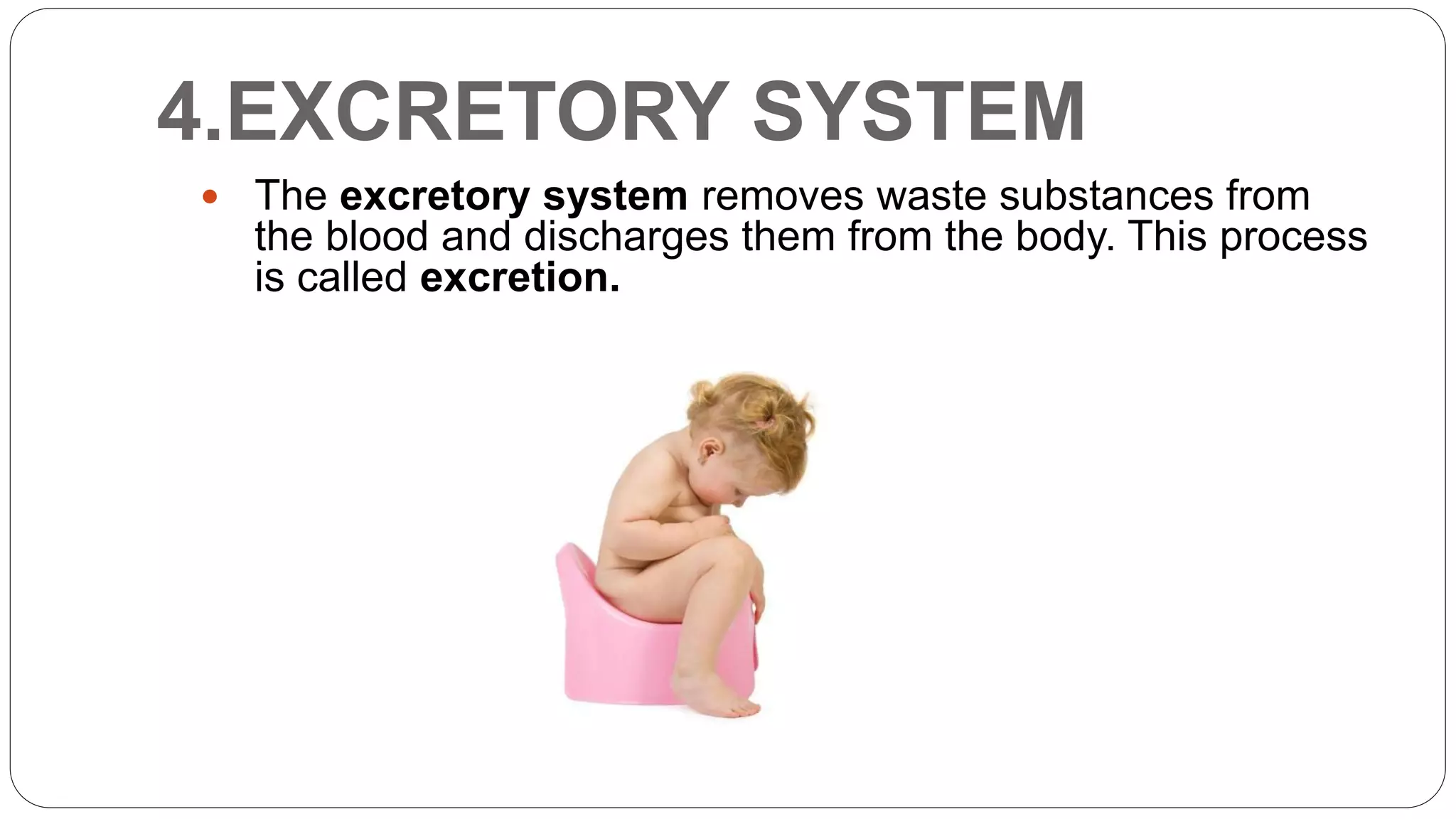 Unit 4 Circulatory and excretory systems | PPTX