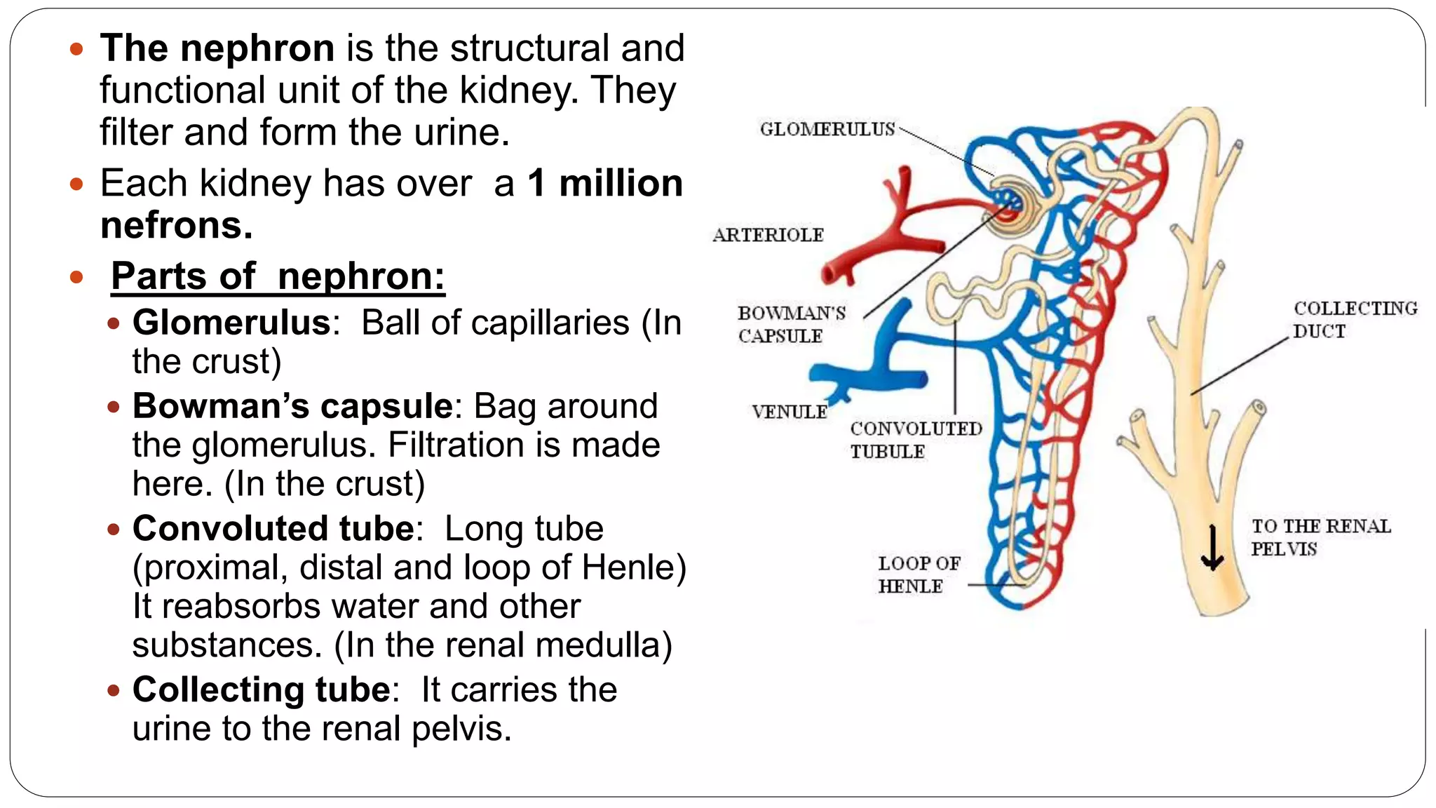 Unit 4 Circulatory and excretory systems | PPTX