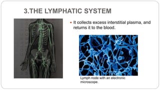 Unit 4 Circulatory and excretory systems | PPTX