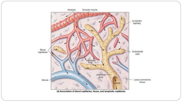 Unit 4 Circulatory and excretory systems | PPTX | Heart and ...