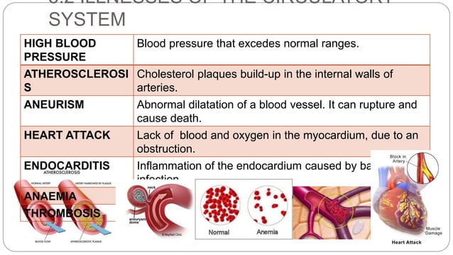 Unit 4 Circulatory and excretory systems | PPTX | Heart and ...