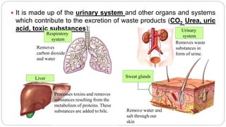 Unit 4 Circulatory and excretory systems | PPTX