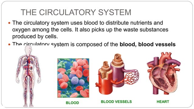Unit 4 Circulatory and excretory systems | PPTX | Heart and ...