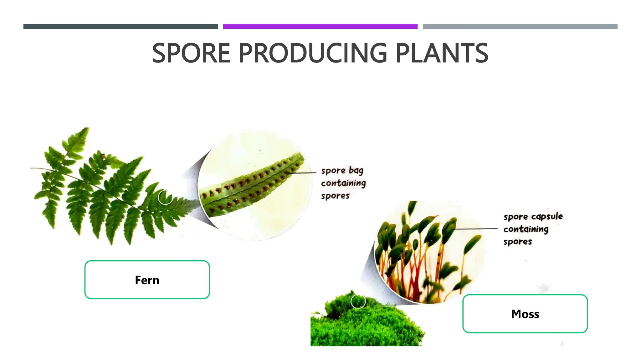 Unit 4 - Classifying plants.pptx