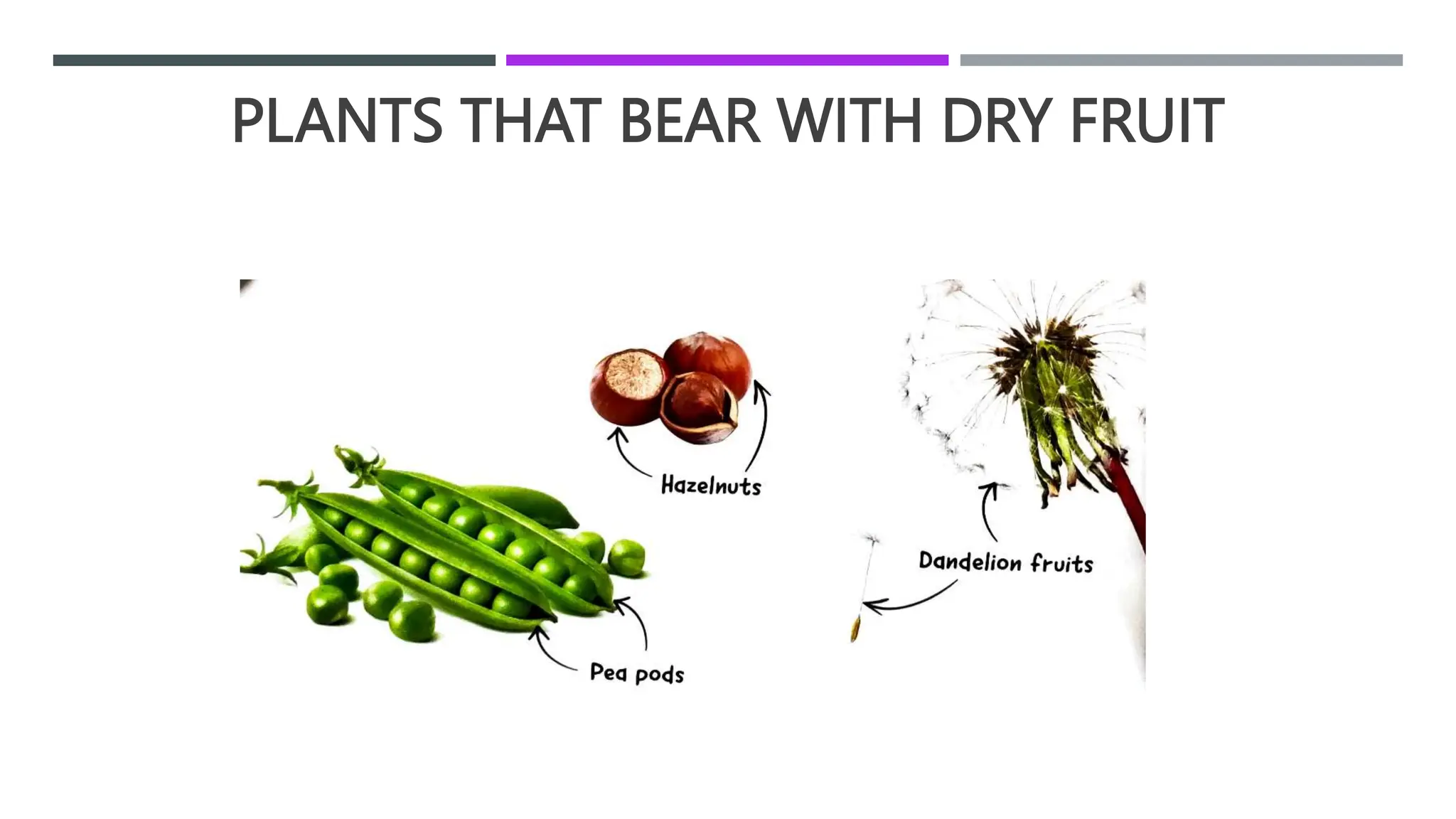 Unit 4 - Classifying plants.pptx