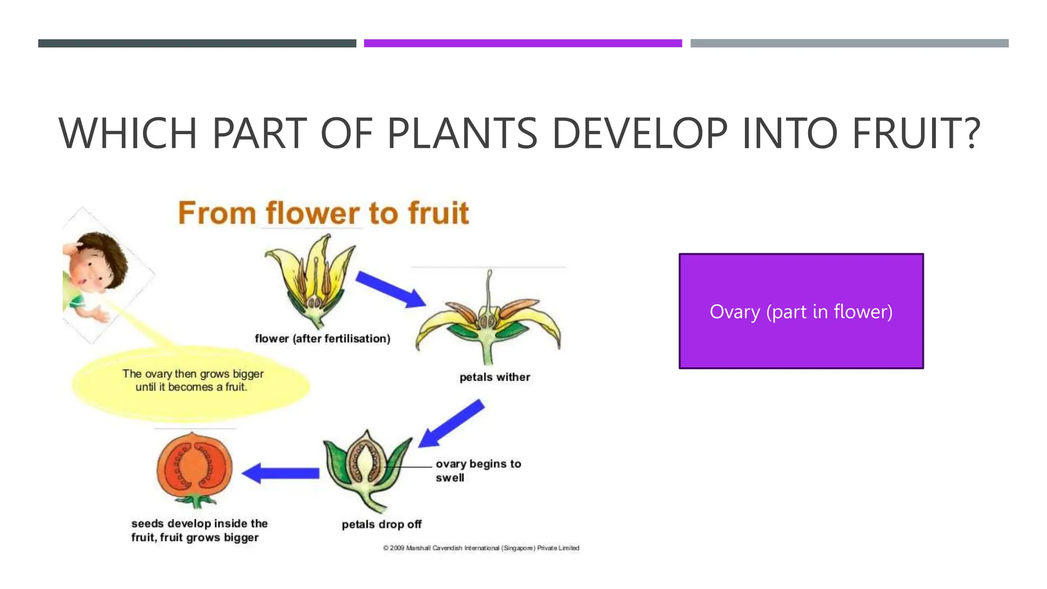Unit 4 - Classifying plants.pptx