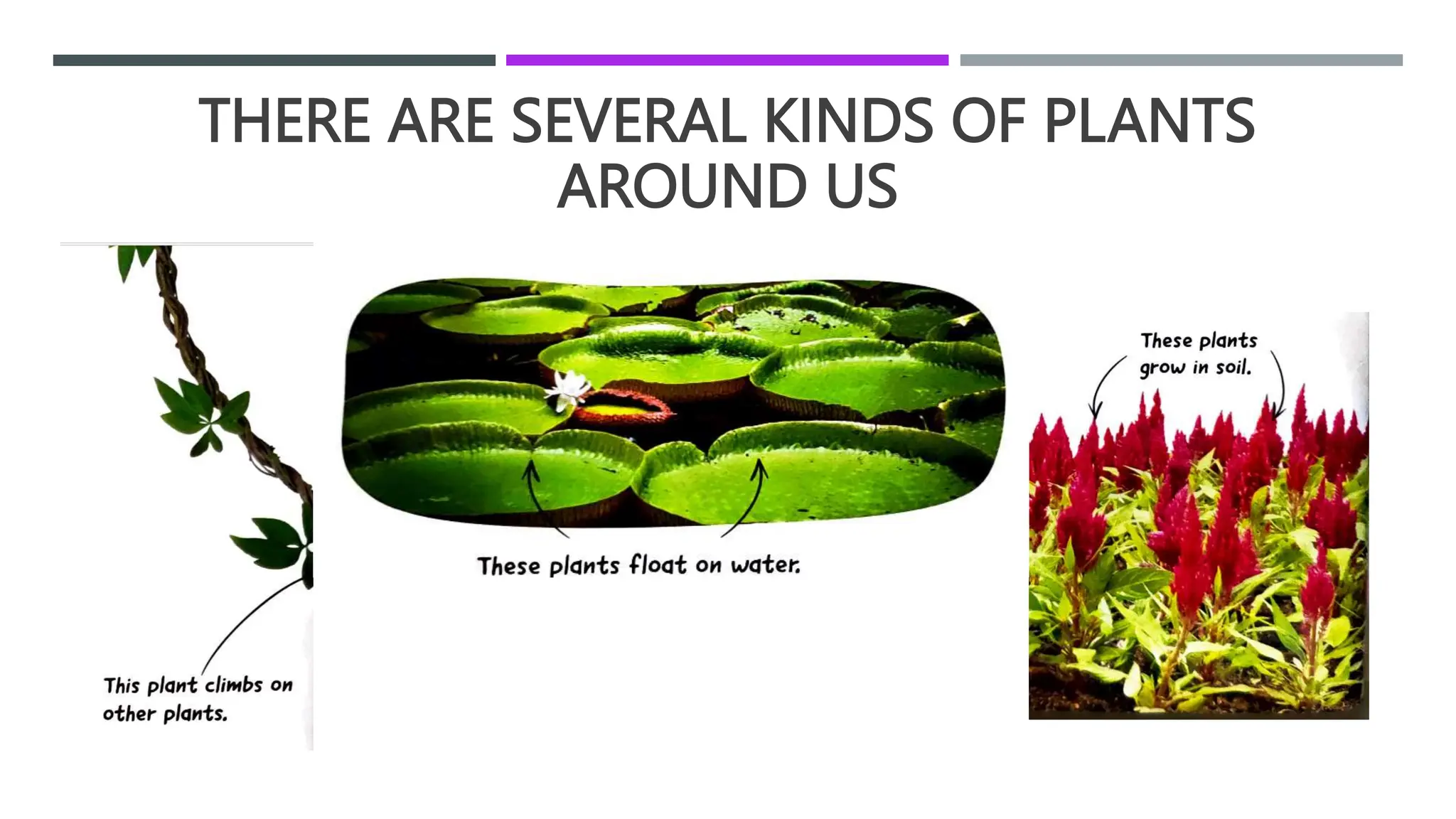 Unit 4 - Classifying plants.pptx | Free Download