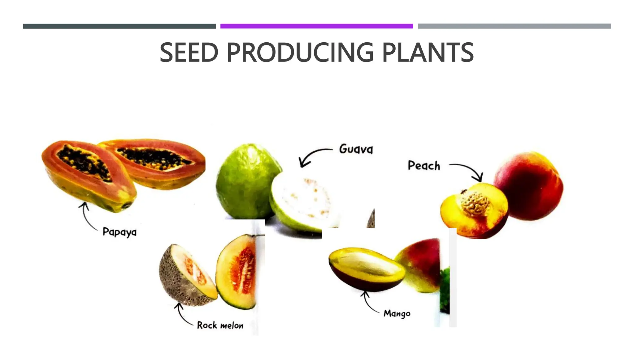 Unit 4 - Classifying plants.pptx