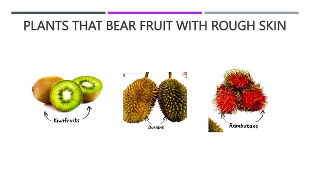 Unit 4 - Classifying plants.pptx