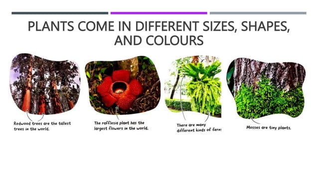 Unit 4 - Classifying plants.pptx