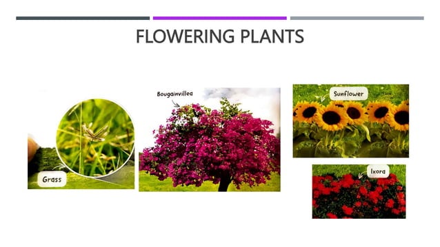 Unit 4 - Classifying plants.pptx