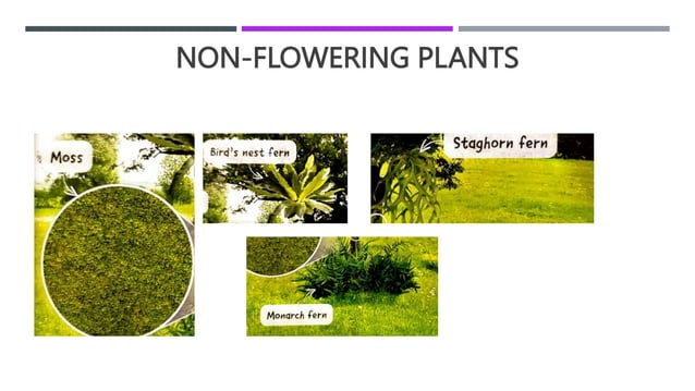 Unit 4 - Classifying plants.pptx