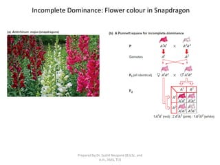 UNIT 4 -Gene_actions_.pdf