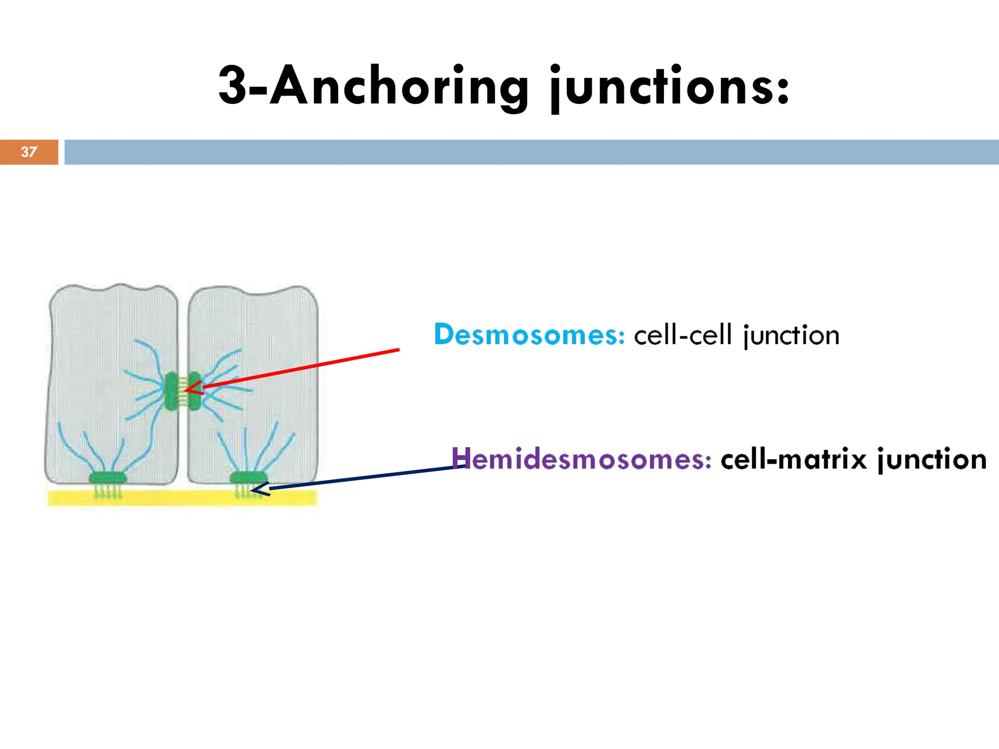Unit 4-STRUCTURE & FUNCTION OF CELL MEMBRANE.ppt