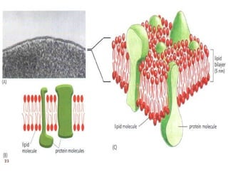 Unit 4-STRUCTURE & FUNCTION OF CELL MEMBRANE.ppt