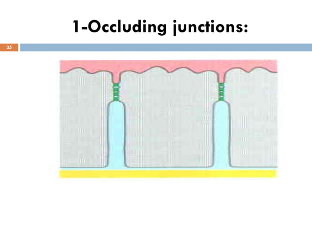 Unit 4-STRUCTURE & FUNCTION OF CELL MEMBRANE.ppt