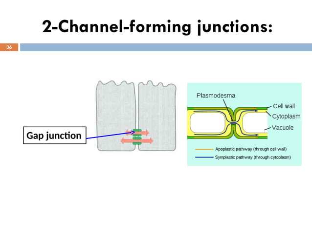 Unit 4-STRUCTURE & FUNCTION OF CELL MEMBRANE.ppt