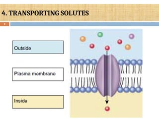 Unit 4-STRUCTURE & FUNCTION OF CELL MEMBRANE.ppt