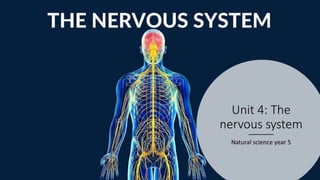 Unit 4 the nervous system | PPTX | Brain and Nervous System Disorders ...