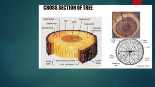 Timber | PPT
