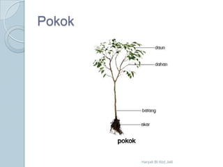 Unit 4 tumbuhan | PPT