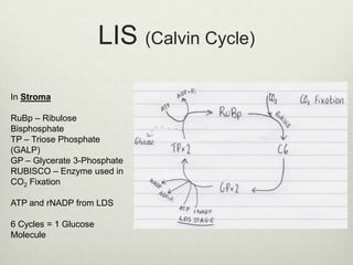 Unit 4 A2 Biology Notes AQA | PPTX