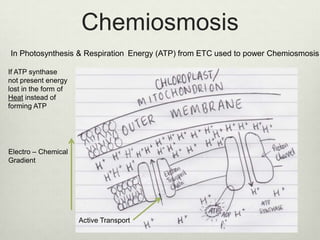 Unit 4 A2 Biology Notes AQA | PPTX