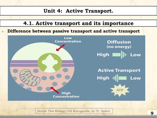 Unit 4 Active transport.pdf | Physics | Science