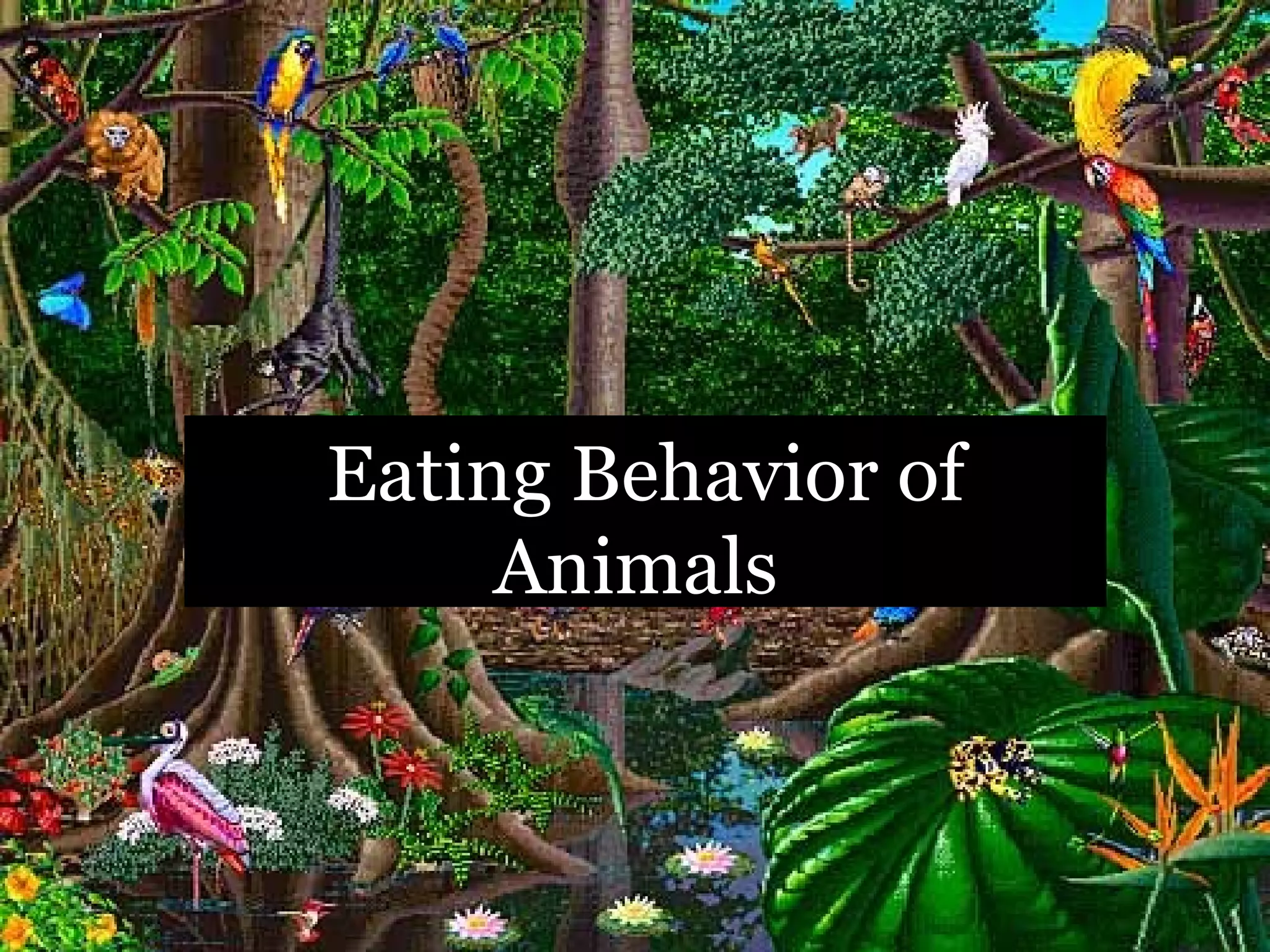 Eating Behavior of Animals | PPT
