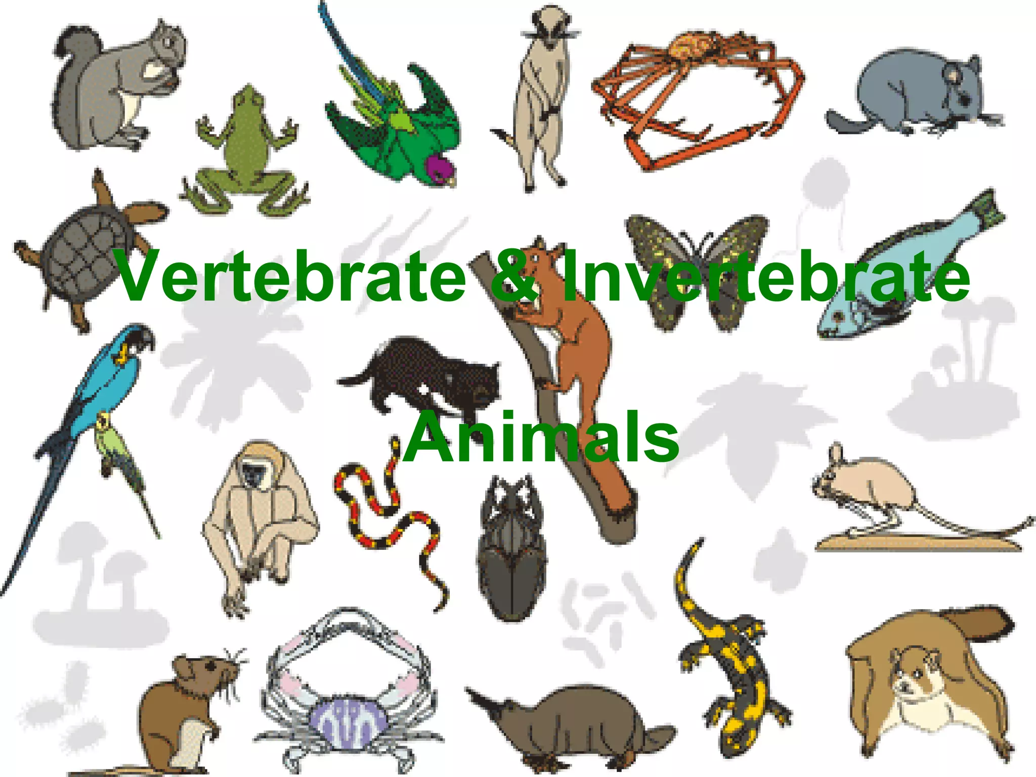 Vertebrate & Invertebrate Animals | PPT