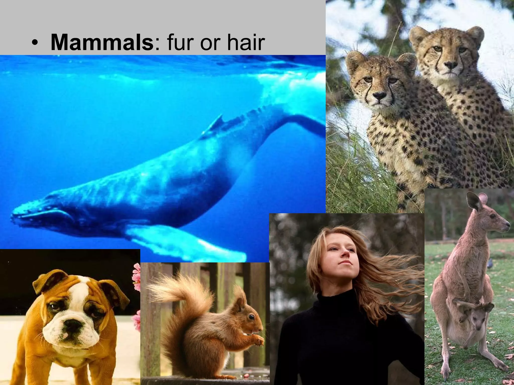 Vertebrate & Invertebrate Animals | PPT