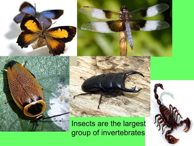 Vertebrate & Invertebrate Animals | PPT | Reptiles | Pets