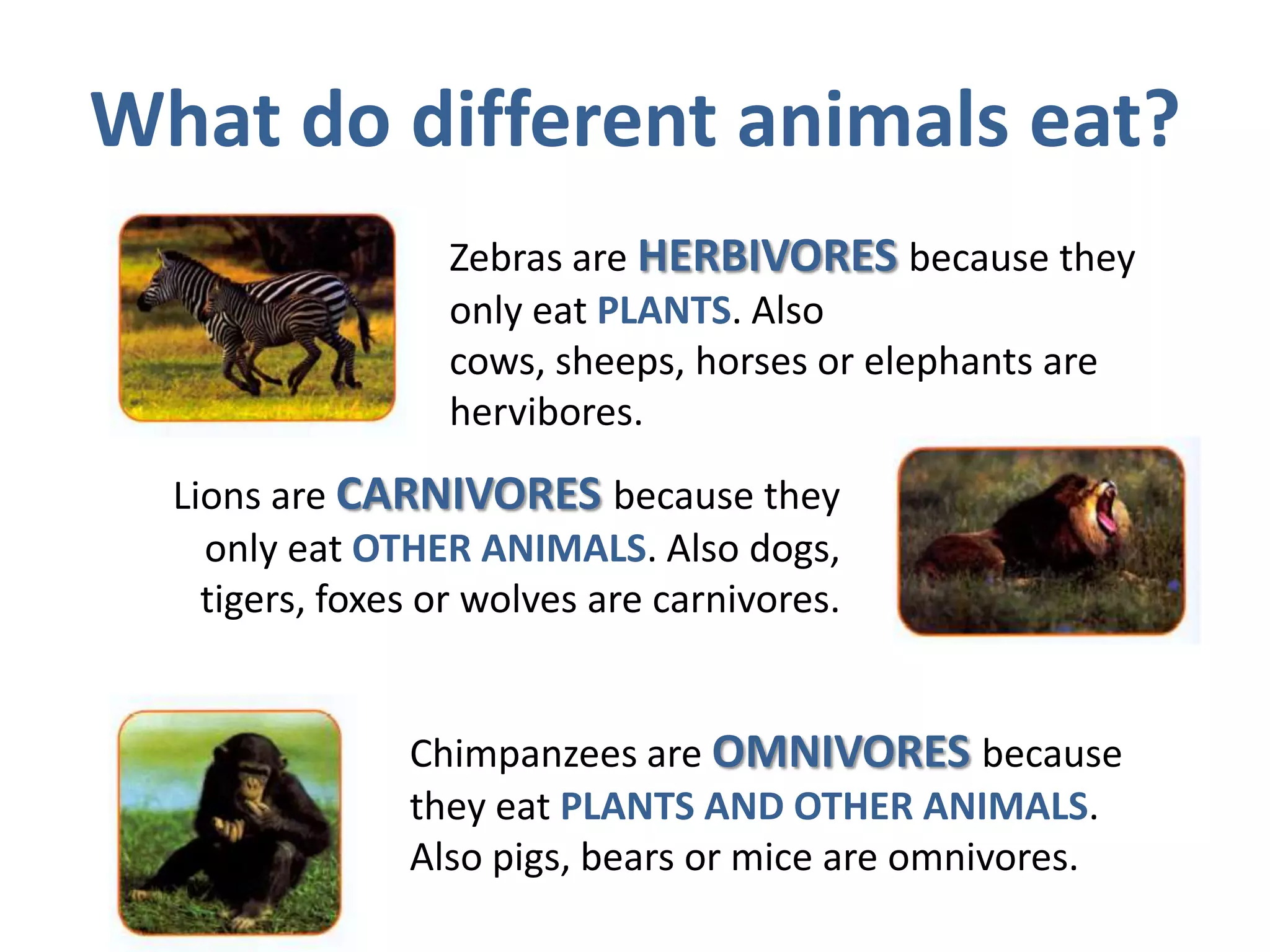 Unit 4 animal groups | PPT