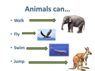 Unit 4 animal groups | PPT