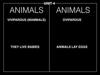 Unit 4 animals | PDF
