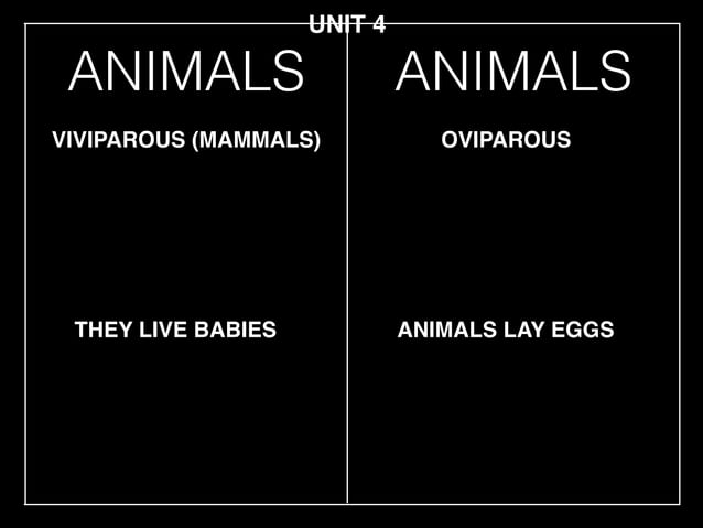 Unit 4 animals | PDF
