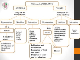 Unit 4 animals and plants | PPTX