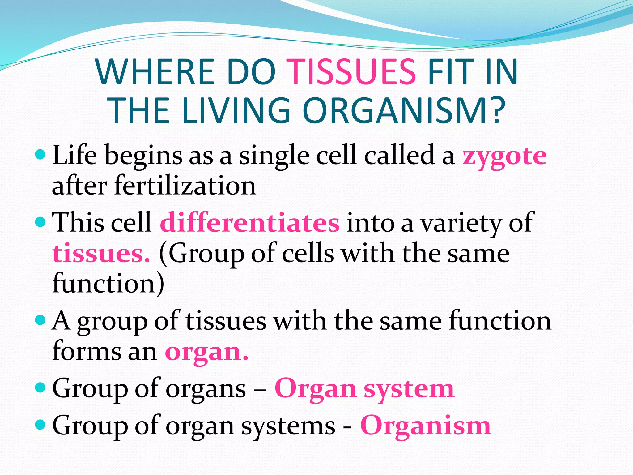 Unit 4: animal tissue | PPTX