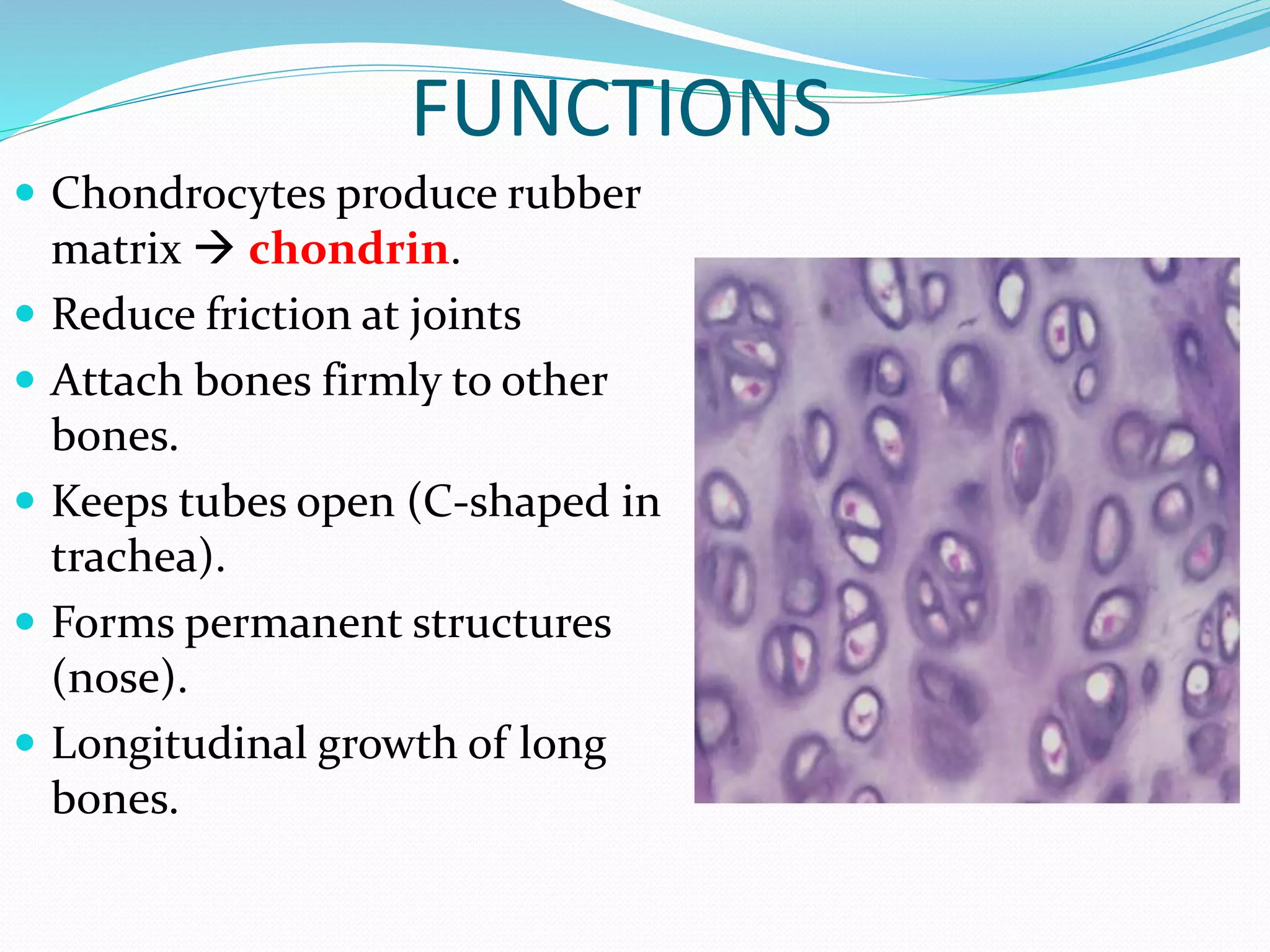 Unit 4: animal tissue | PPTX