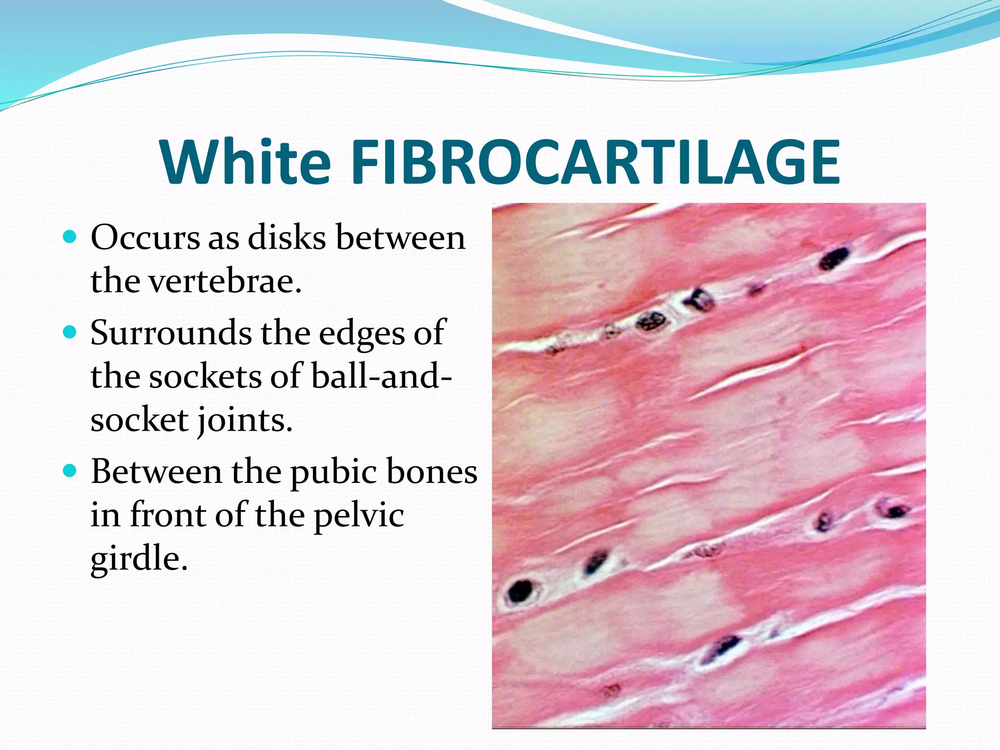 Unit 4: animal tissue | PPTX