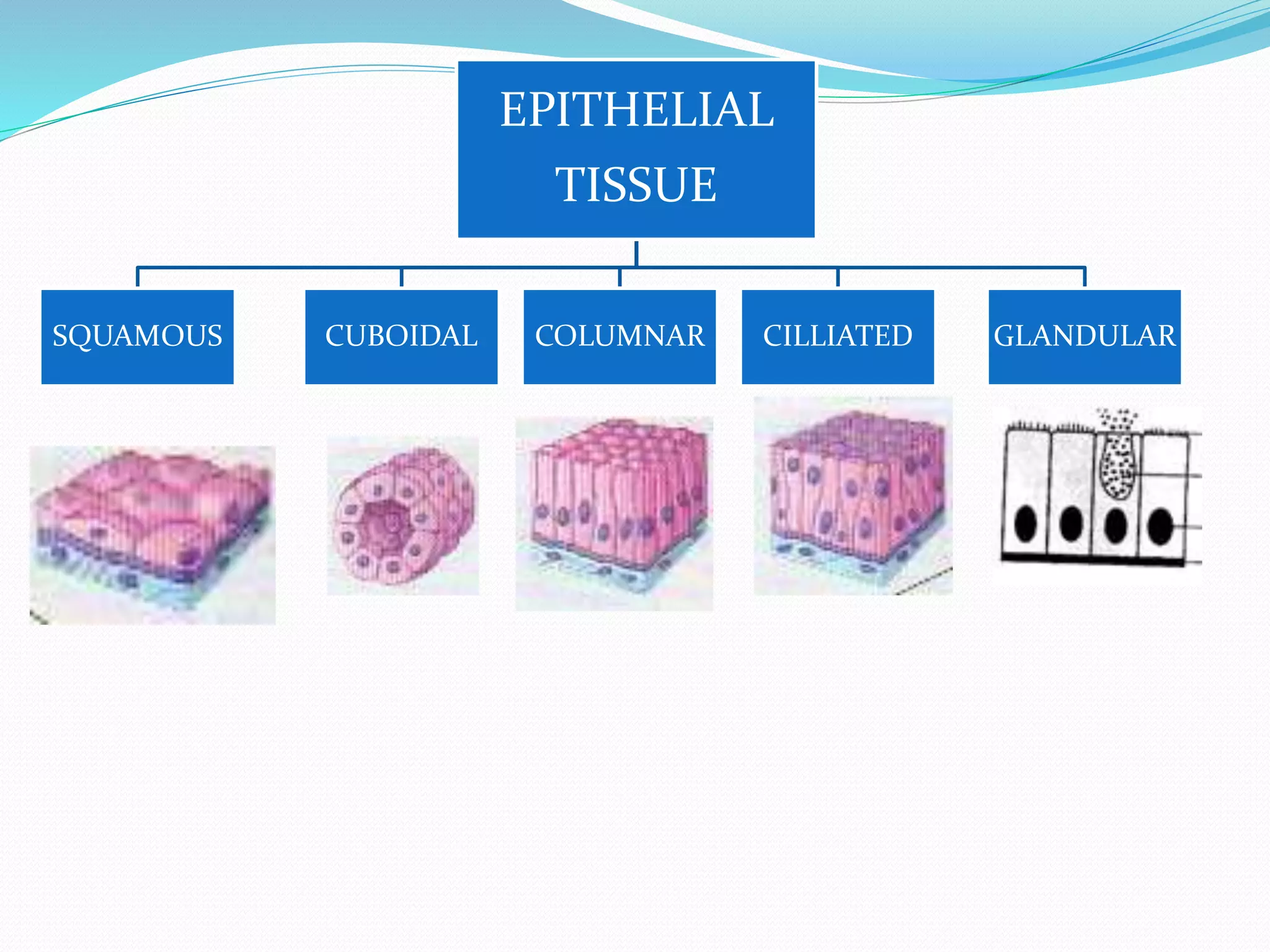 Unit 4: animal tissue | PPTX
