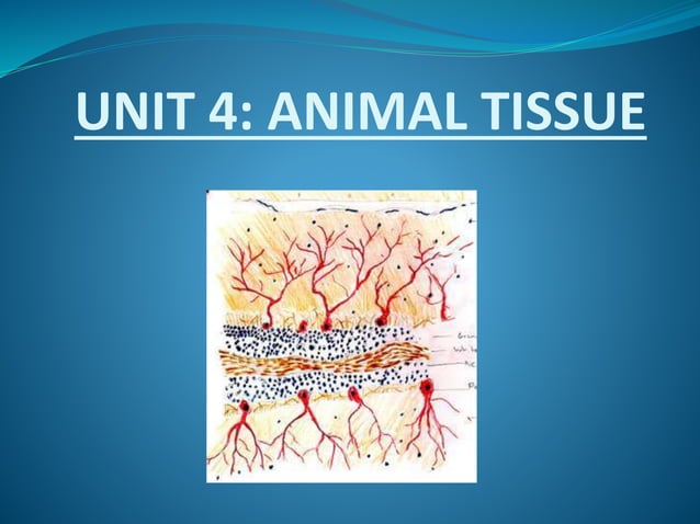 Unit 4: animal tissue | PPT