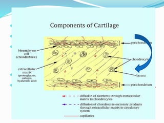 Unit 4: animal tissue | PPTX