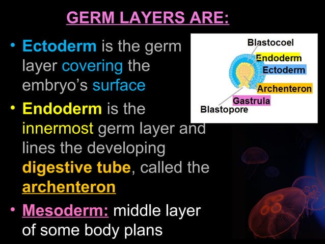 Unit 4 biodiversity of animals invertebrates | PPT