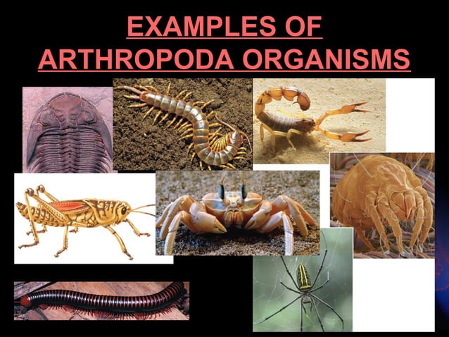 Unit 4 biodiversity of animals invertebrates | PPT