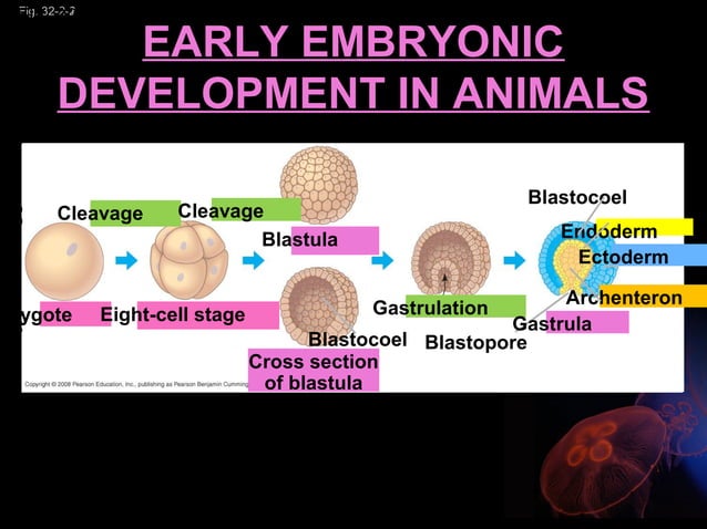 Unit 4 biodiversity of animals invertebrates | PPT