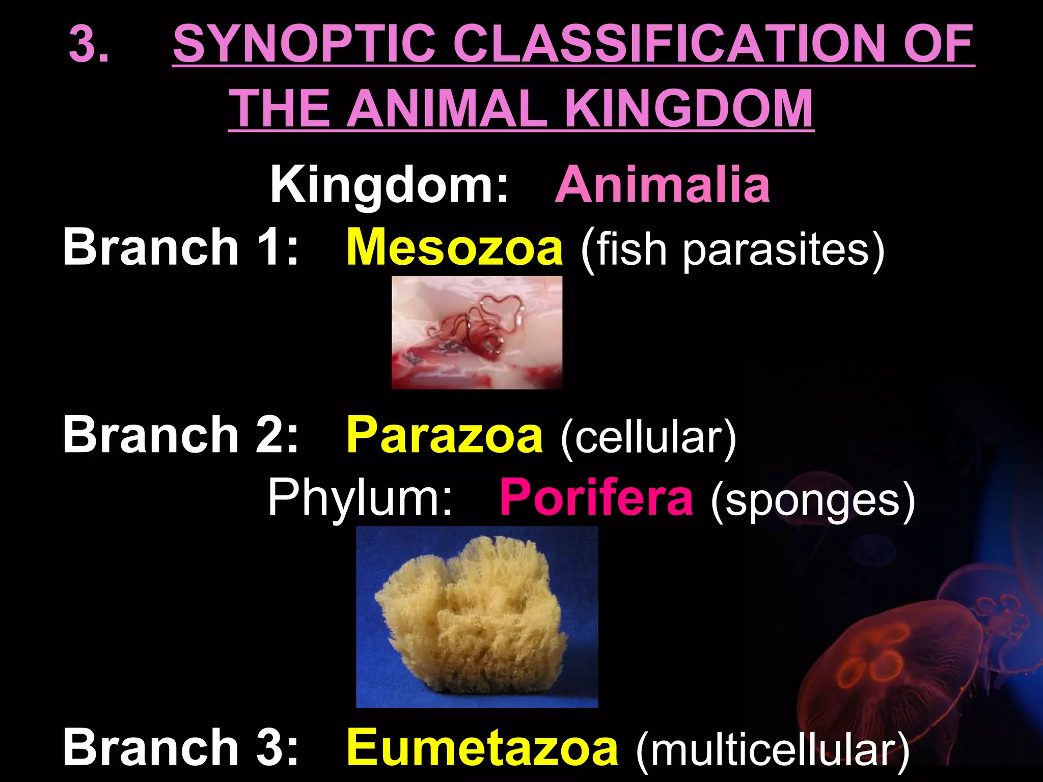 Unit 4 biodiversity of animals invertebrates | PPT