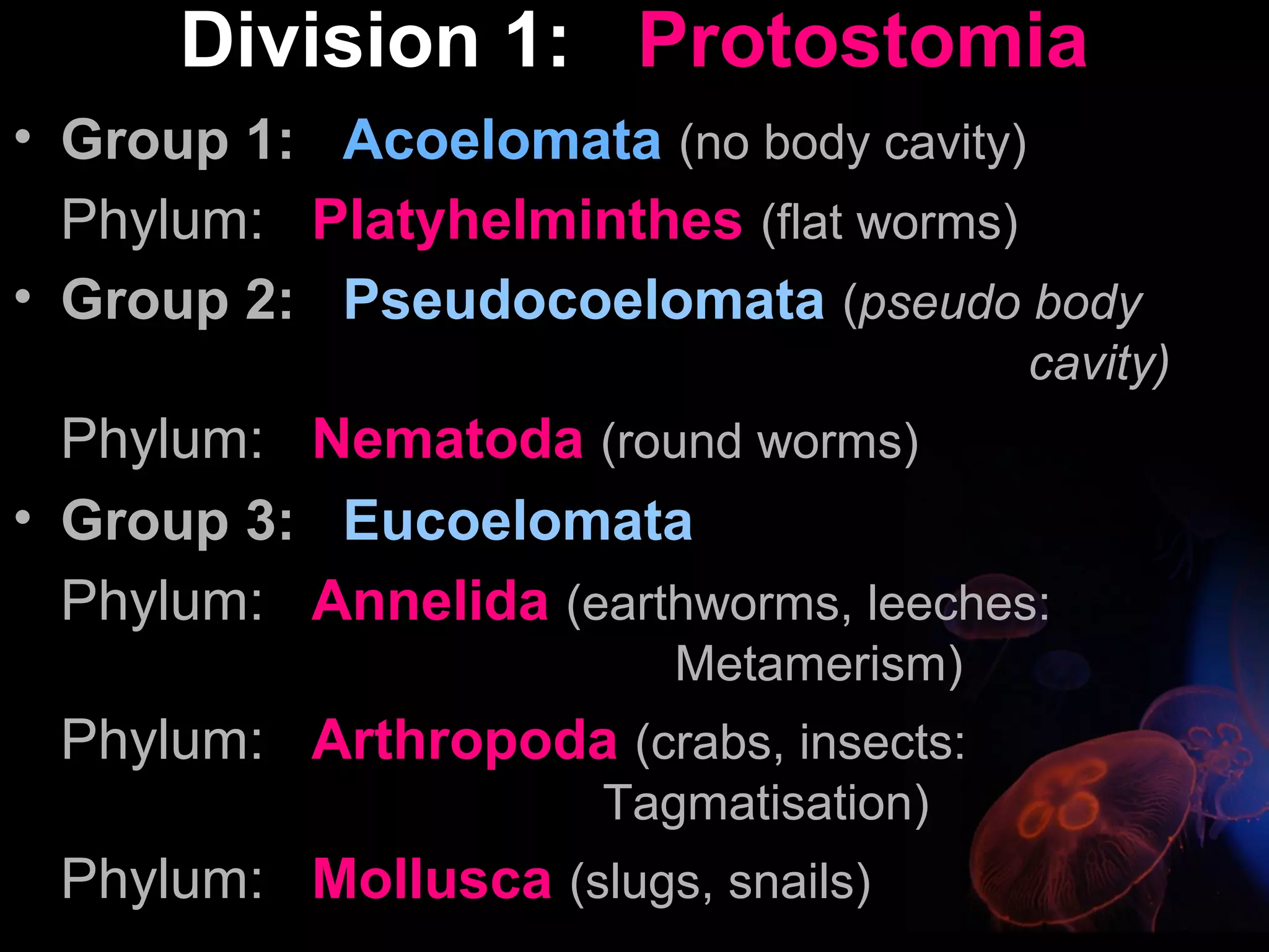 Unit 4 biodiversity of animals invertebrates | PPT