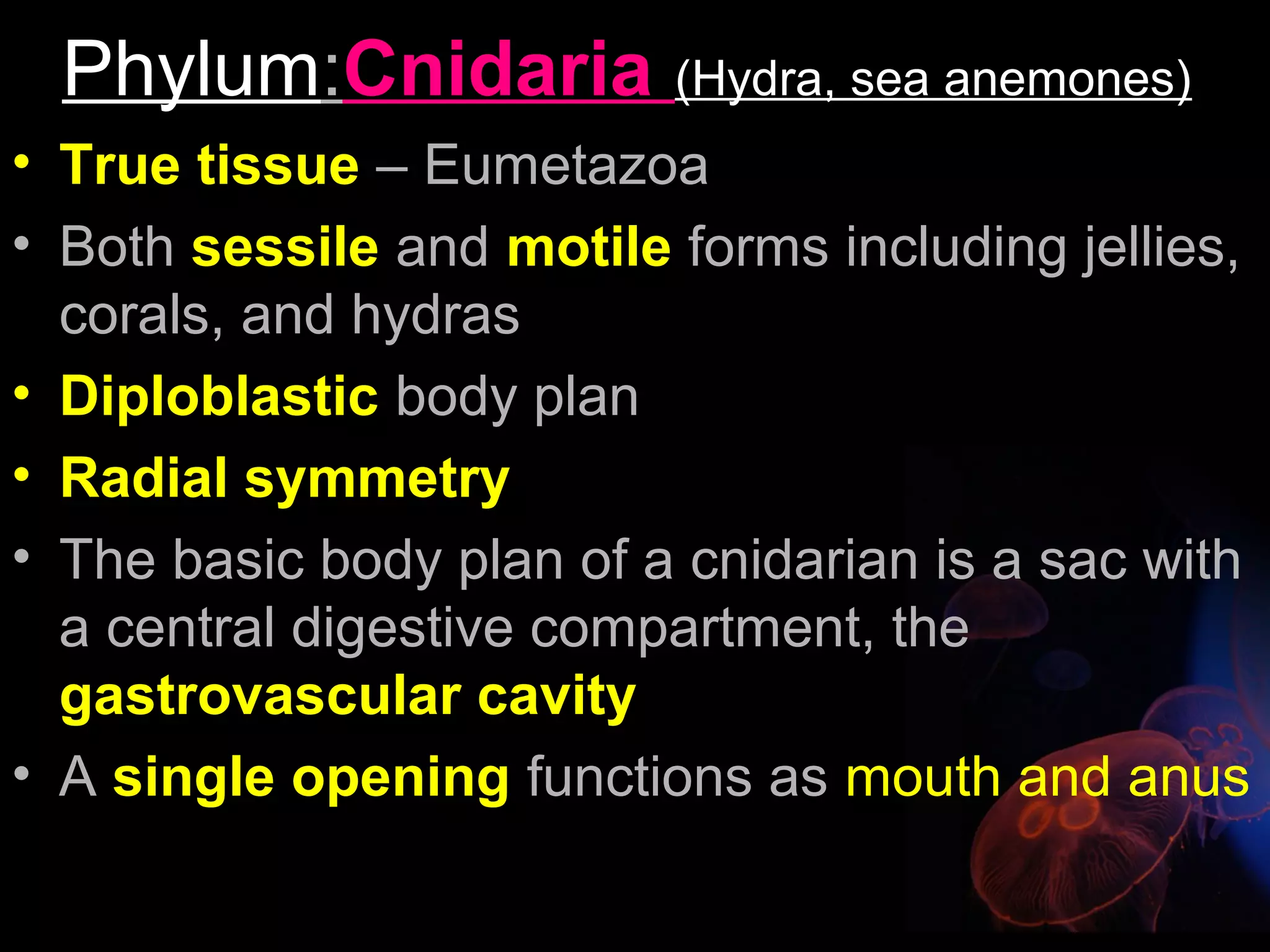 Unit 4 biodiversity of animals invertebrates | PPT